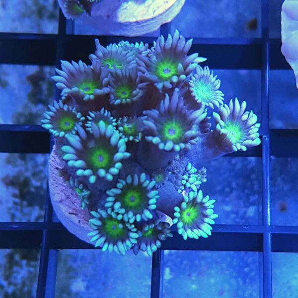 Citrus Fruit Goniopora Frag - Goniopora sp. | That Fish Place