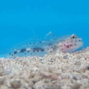 Gobies - Buy Tile, Goby Fish For Saltwater Aquarium | thatpetplace.com