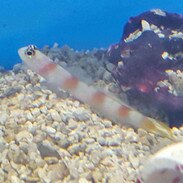 Gobies - Buy Tile, Goby Fish For Saltwater Aquarium | thatpetplace.com