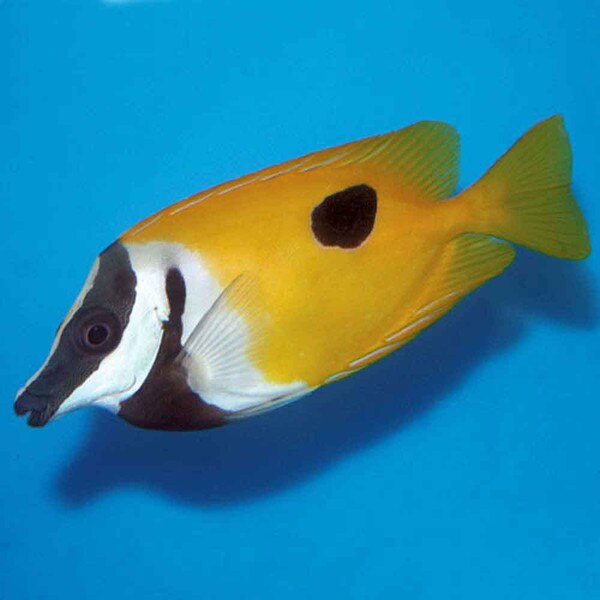 Blotched Foxface - Siganus unimaculatus - Medium