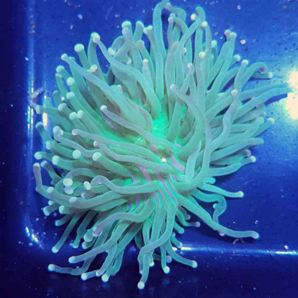 Green Long Tentacled Plate Coral - Heliofungia actiniformis ...