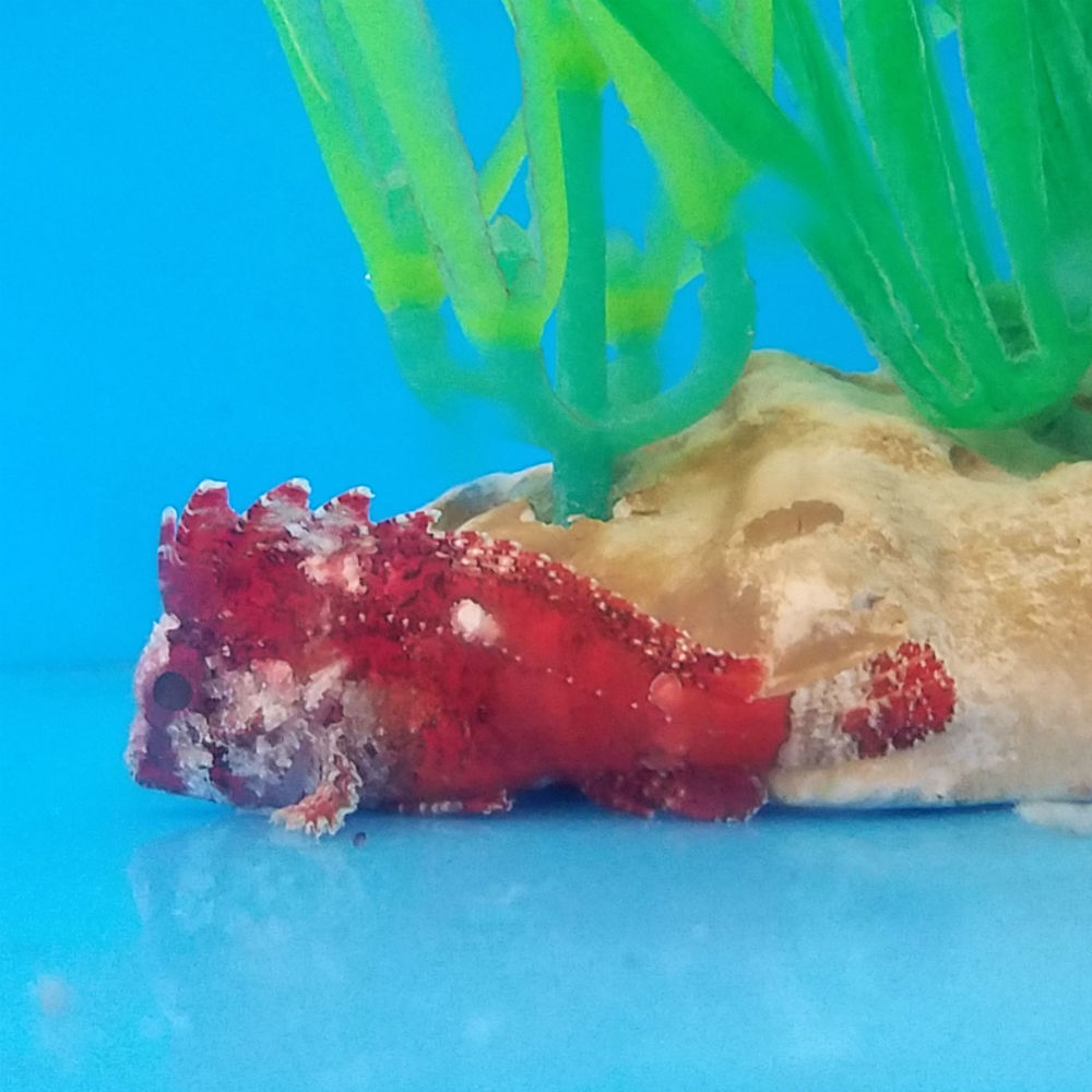 Bandtail Waspfish - Paracentropogon zonatus