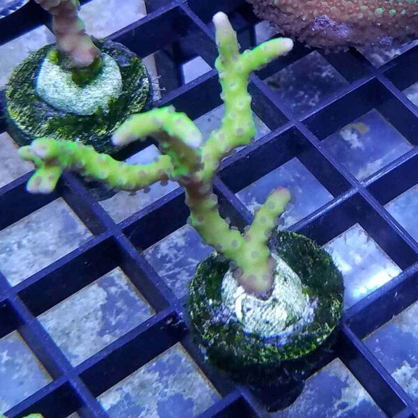 Green Goblin Anacropora Frag - Anacropora sp. | ThatPetPlace.com