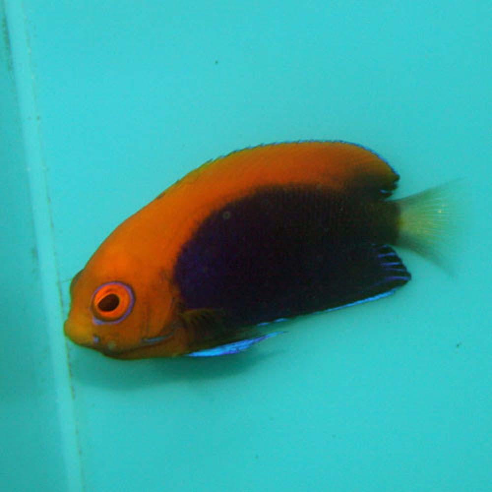 Fireball Pygmy Angel - Centropyge acanthops