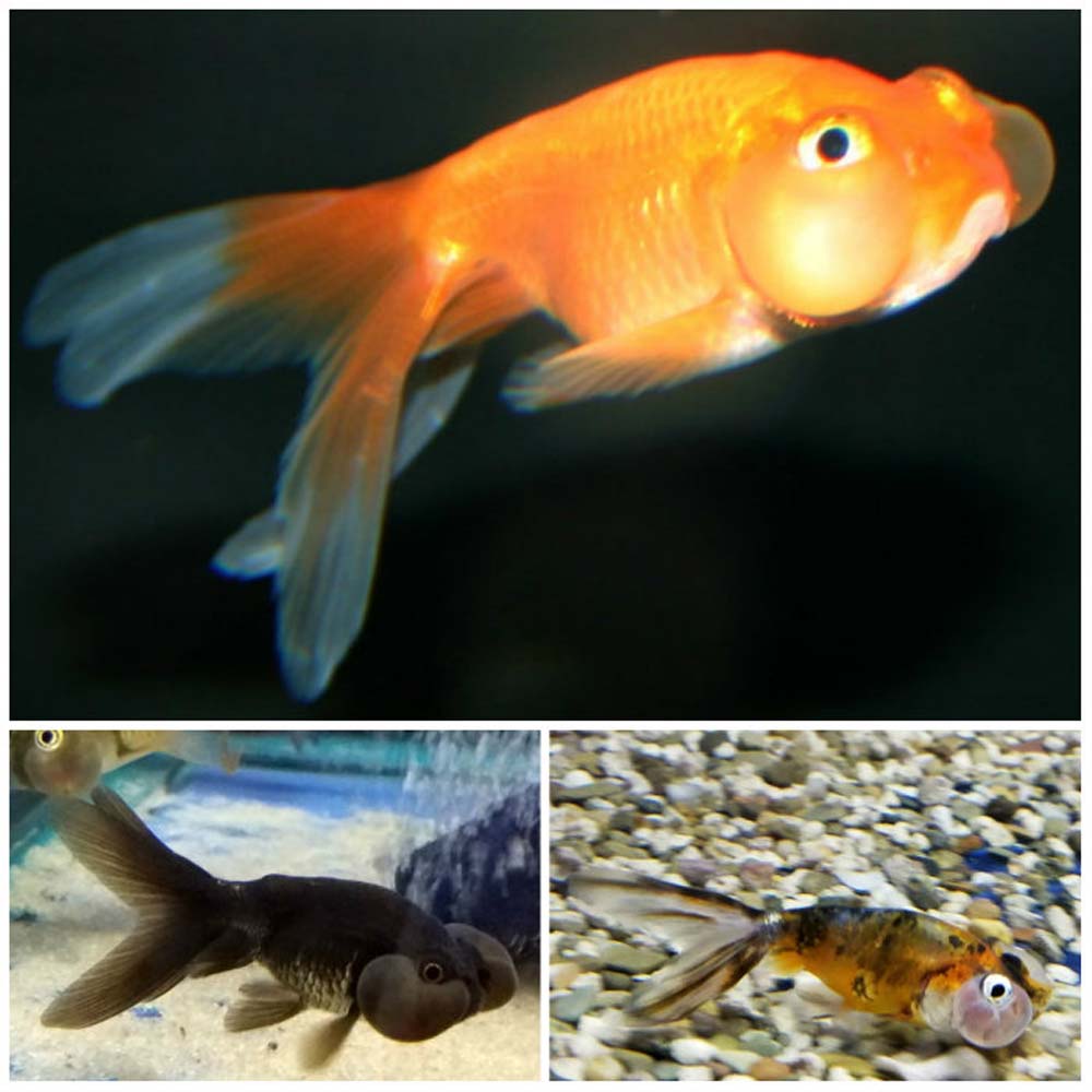 Baby Bubble Eye Goldfish