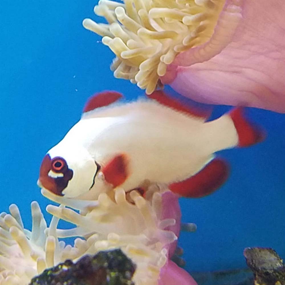 Gold Nugget Clownfish