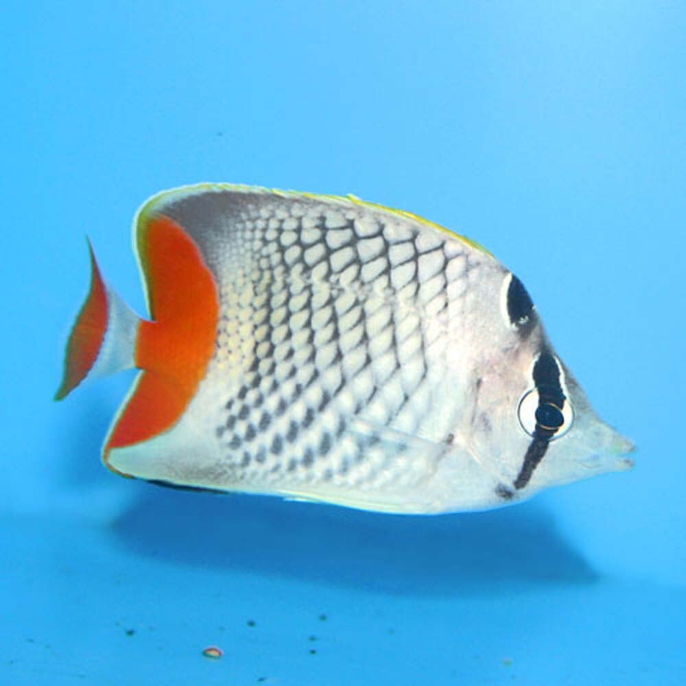 Pearlscale Butterflyfish