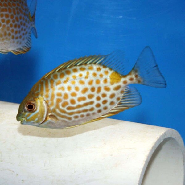 Goldlined Rabbitfish - Siganus guttatus - Medium/Large | ThatPetPlace.com