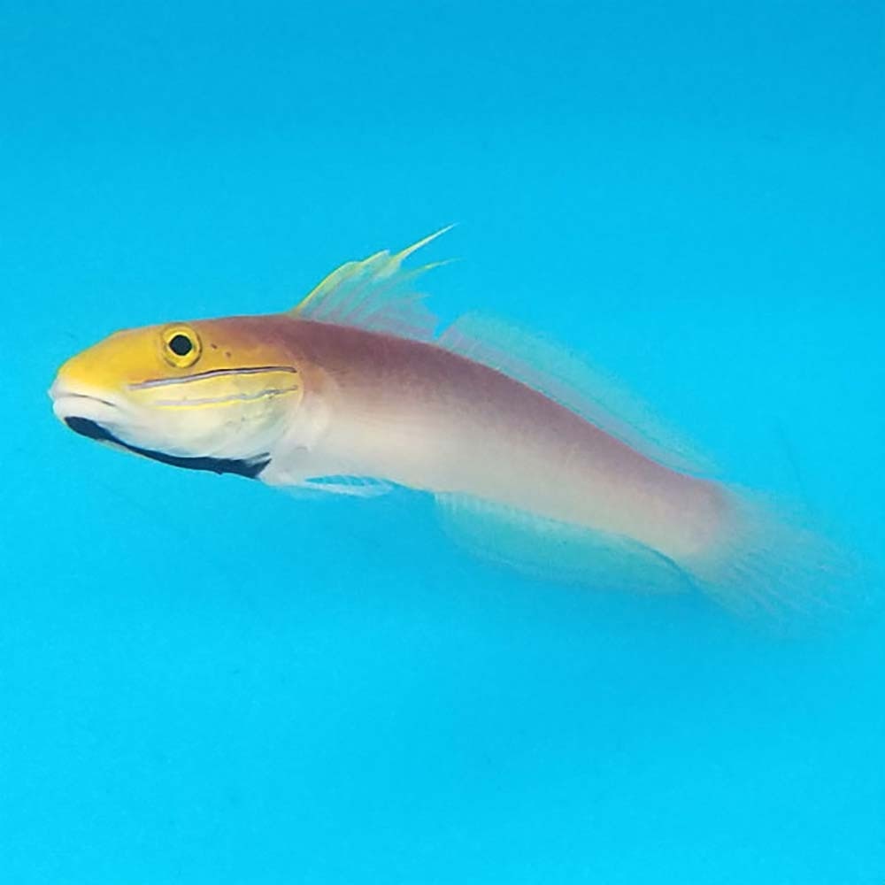 Bella Goby - Valenciennea bella | ThatPetPlace.com