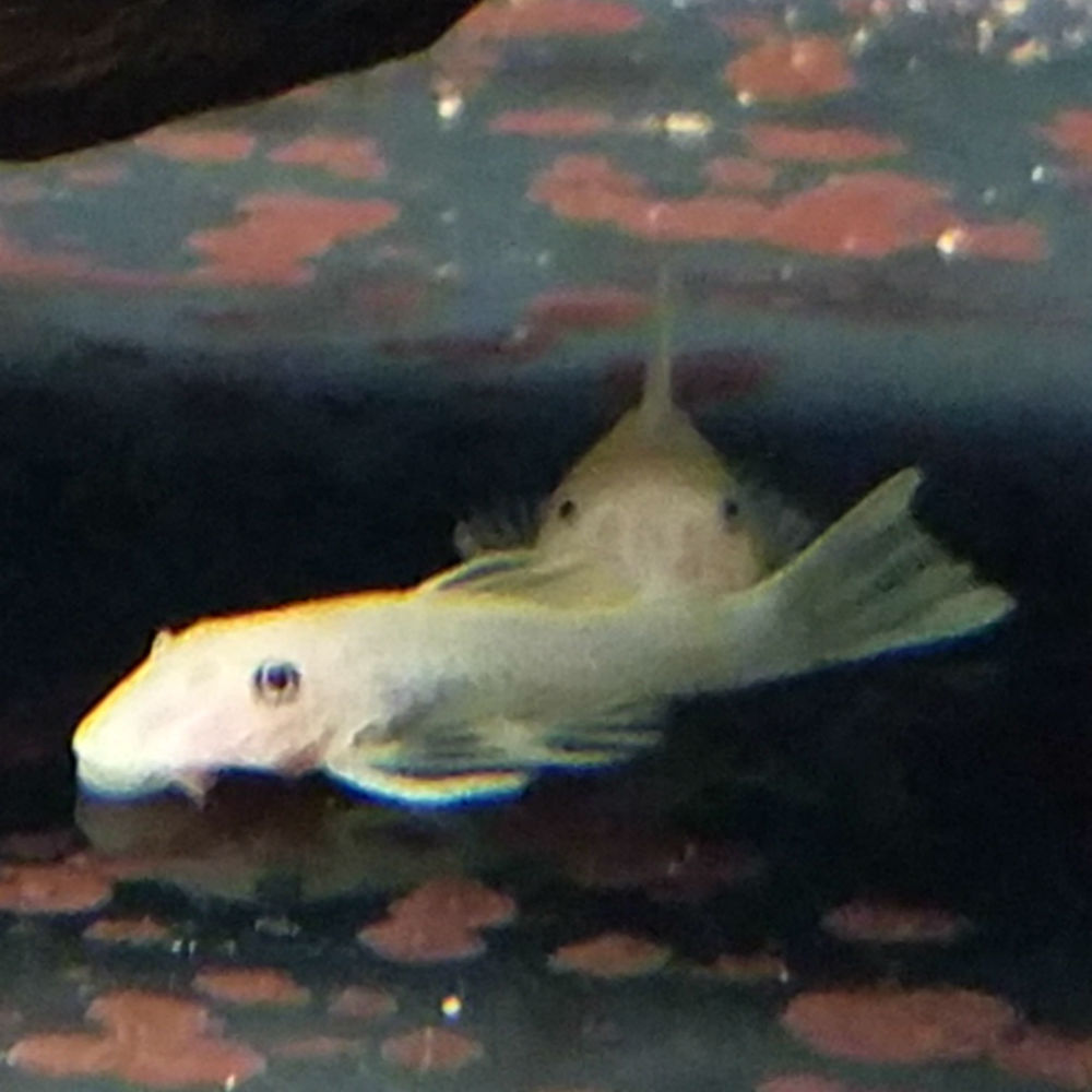 Lemon Blue-eyed Bushynose Pleco - Ancistrus sp.