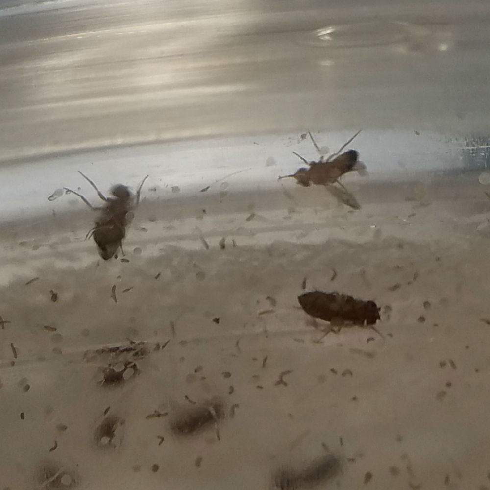 Fruit Flies - Turkish Glider