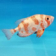 Saltwater Fish For Sale For Marine Aquariums | thatpetplace.com