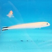 Saltwater Fish For Sale For Marine Aquariums | thatpetplace.com