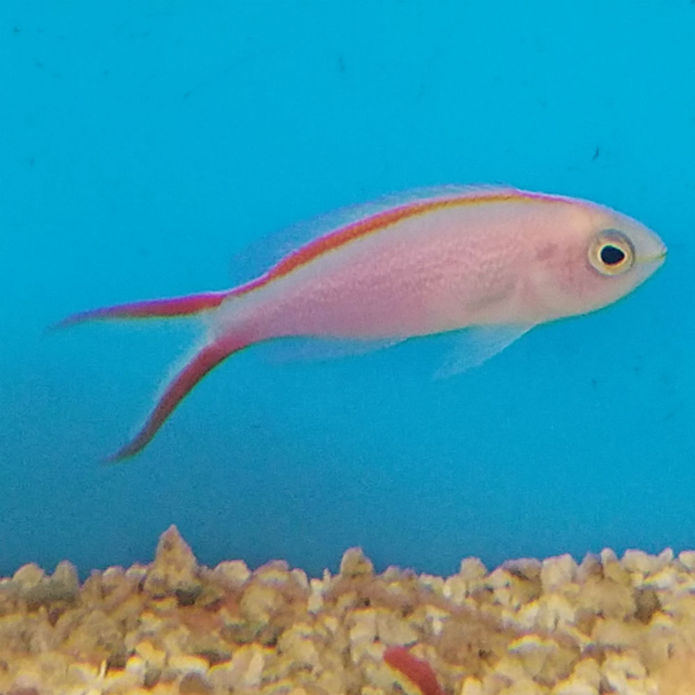 Princess Anthias - Pseudanthias smithvanizi | ThatPetPlace.com