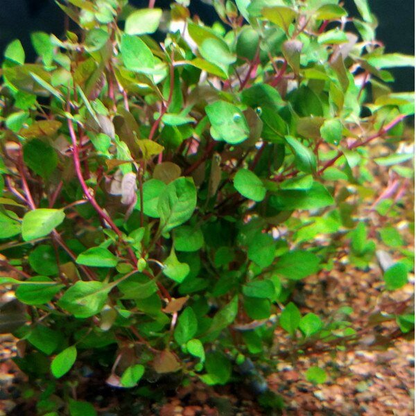 ludwigia broadleaf
