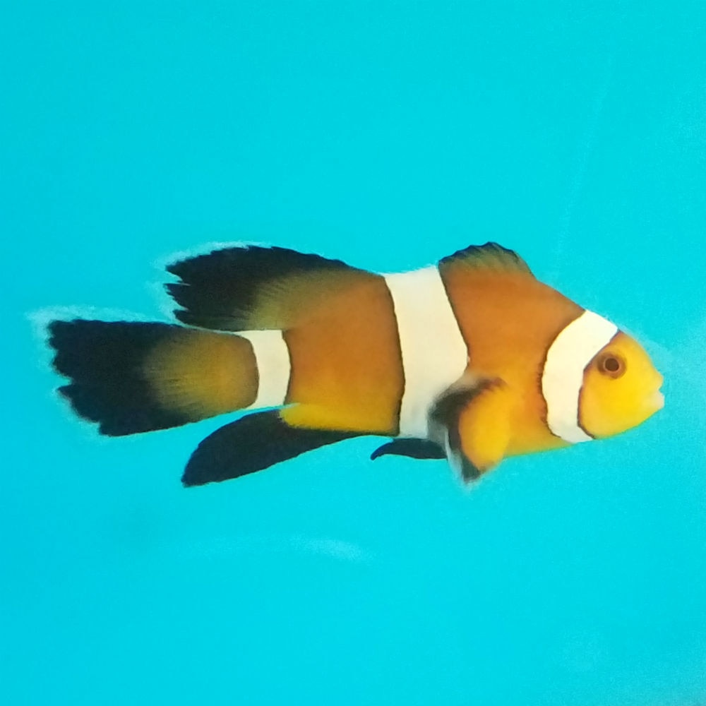 Longfin Ocellaris Clownfish - Amphiprion ocellaris - Captive Bred