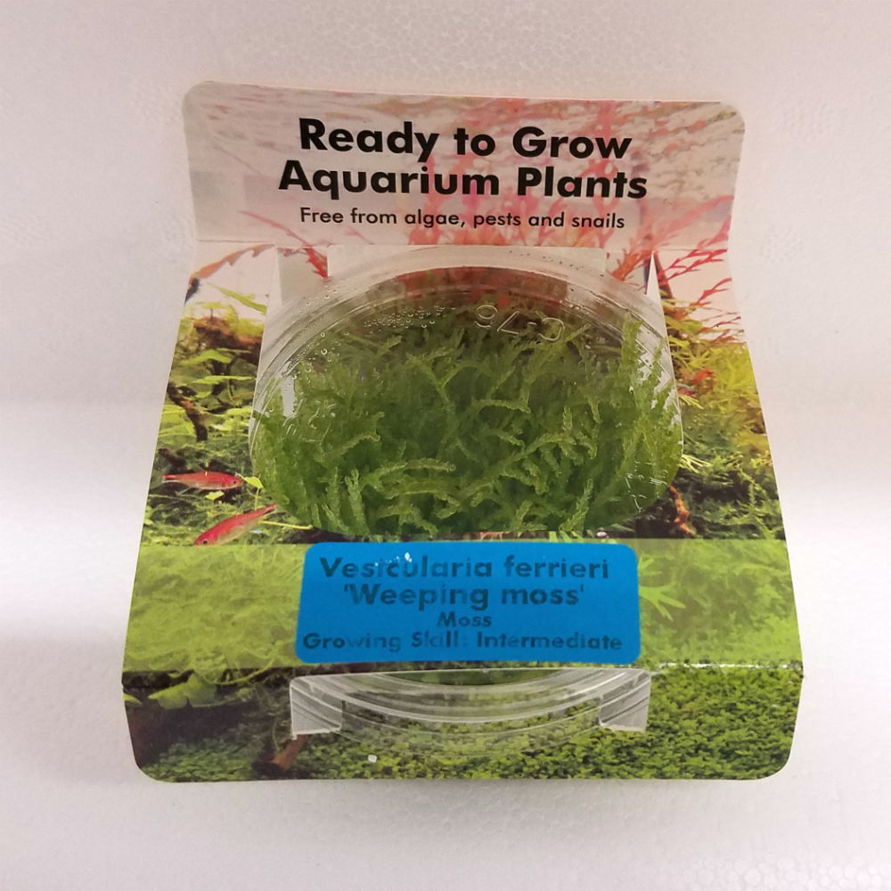 Weeping Moss - Vesicularia ferrieri - Tissue Culture | ThatPetPlace.com