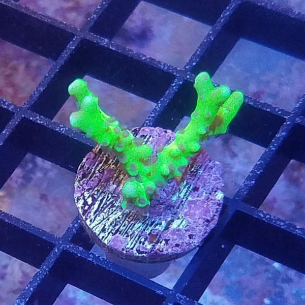 Sour Apple Anacropora Frag - Anacropora sp. | ThatPetPlace.com