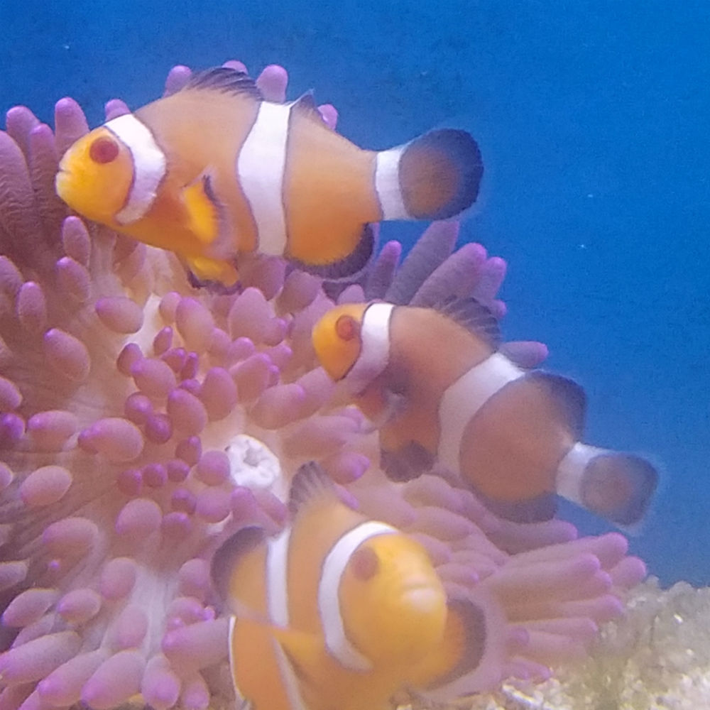 Zombie Ocellaris Clown - Amphiprion ocellaris - Captive Bred (ORA)