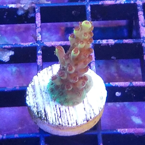 Light Bright Acro Frag - Acropora divaricata (ACI) | ThatPetPlace.com