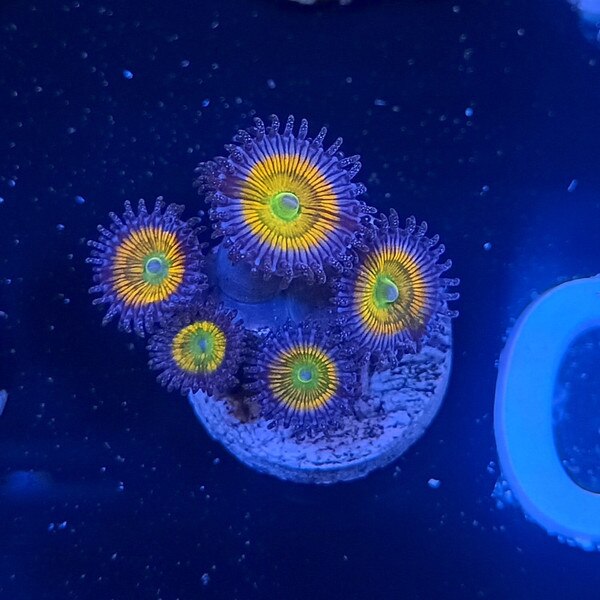 Sunny D Polyp Frag - Zoanthus sp. | That Fish Place
