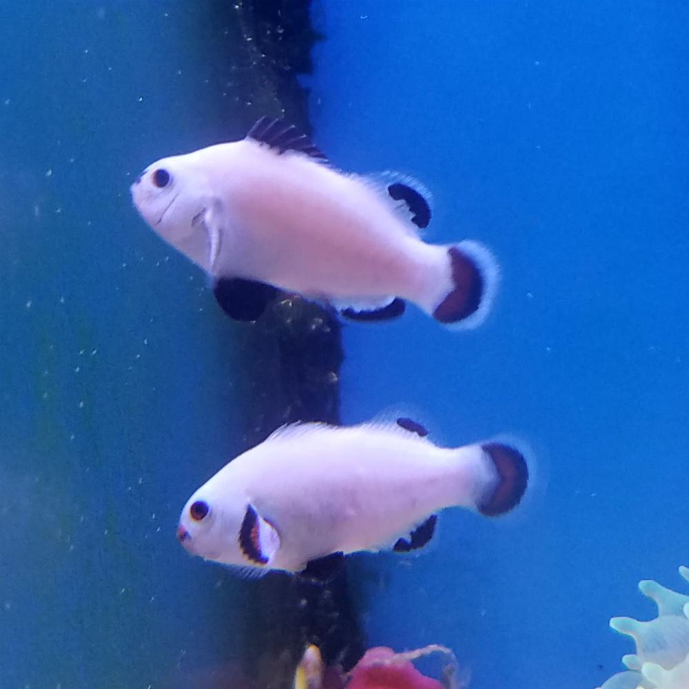 Snow Storm Ocellaris Clownfish - Amphiprion ocellaris - Captive Bred