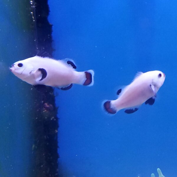 Snow Storm Ocellaris Clownfish - Amphiprion ocellaris - Captive Bred