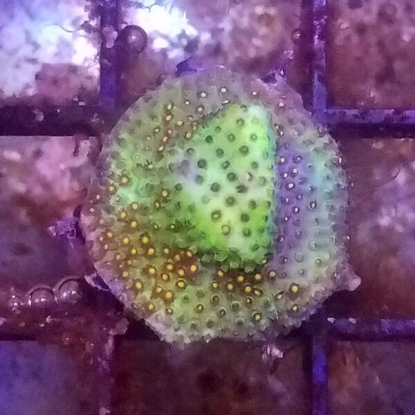 Green Goblin Thorn Coral Frag - Stylocoeniella sp. (ACI) | That Fish Place