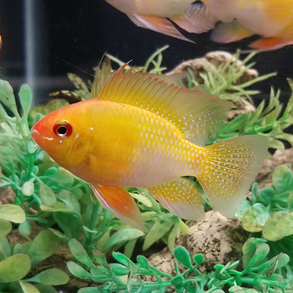 Gold Ram - Mikrogeophagus ramirezi - Large | That Fish Place