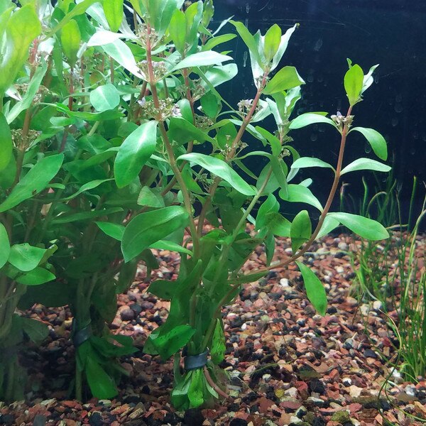 ammania gracilis common name