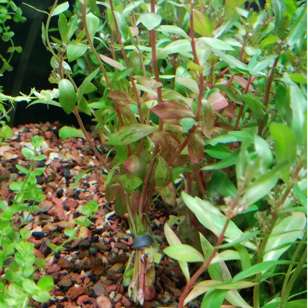 ammania gracilis common name