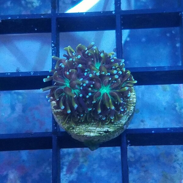 Golden Galaxea Frag - Galaxea sp. (ACI)