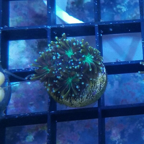 Golden Galaxea Frag - Galaxea sp. (ACI)