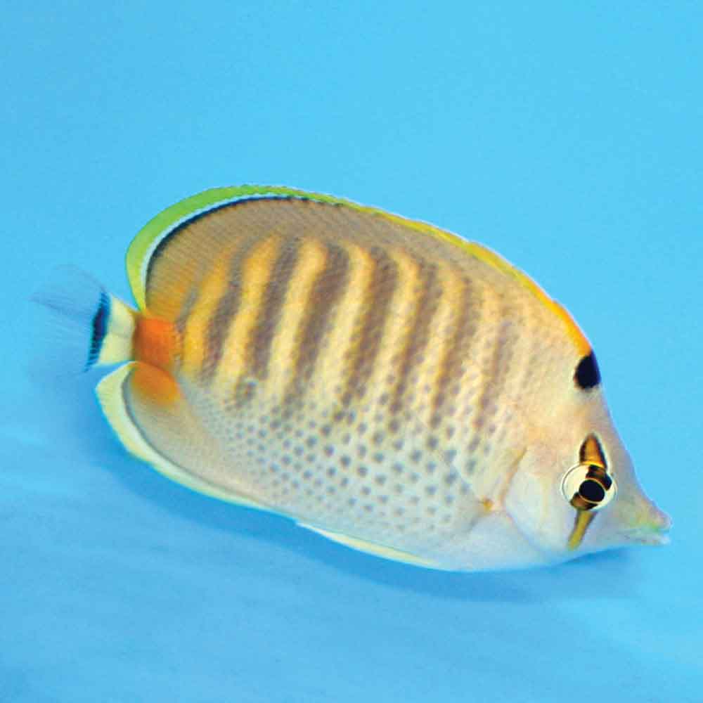 Spotband Butterfly - Chaetodon punctatofasciatus - Medium/Large