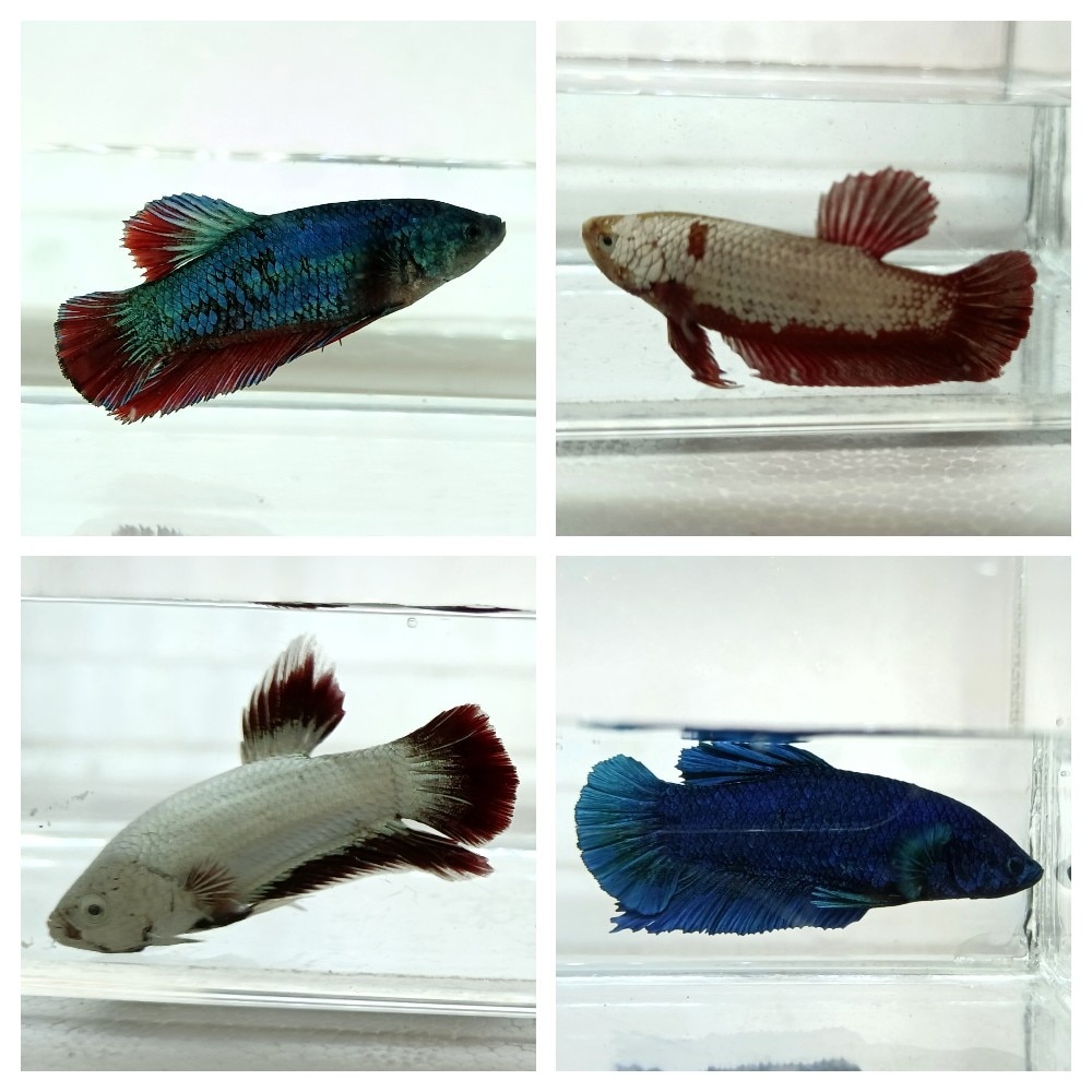 Metallic Plakat Betta - Betta splendens - Male | ThatPetPlace.com