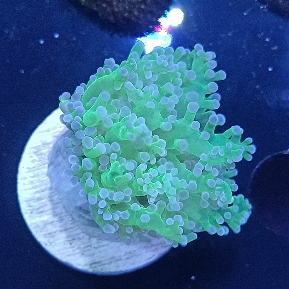Ultra Green Frogspawn Frag - Euphyllia divisa