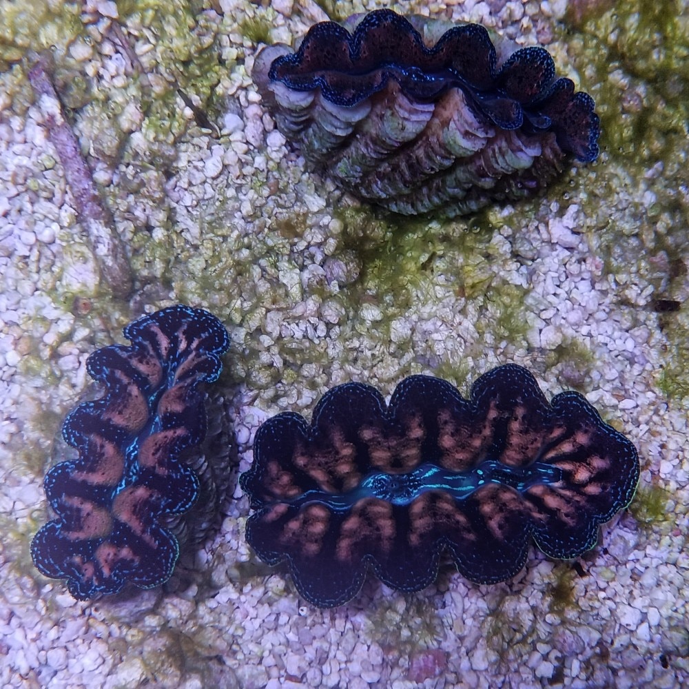 Colored Crocea Clam - Tridacna crocea (ORA)