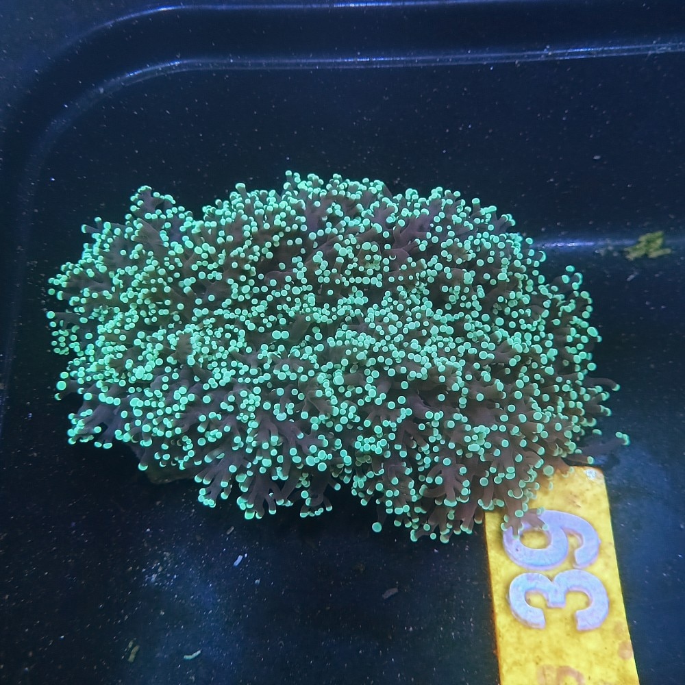 Greentip Wall Frogspawn Coral - Euphyllia divisa | ThatPetPlace.com