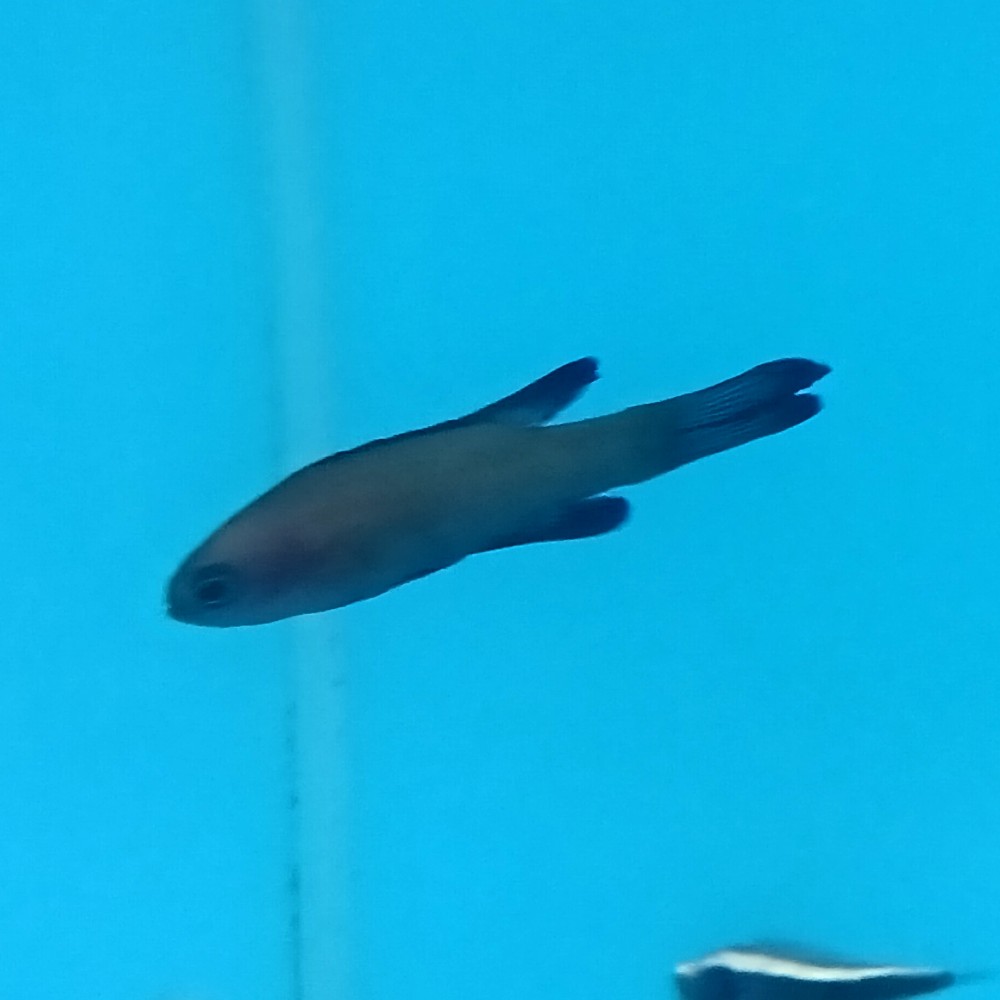 Randall's Devilfish - Assessor randalli