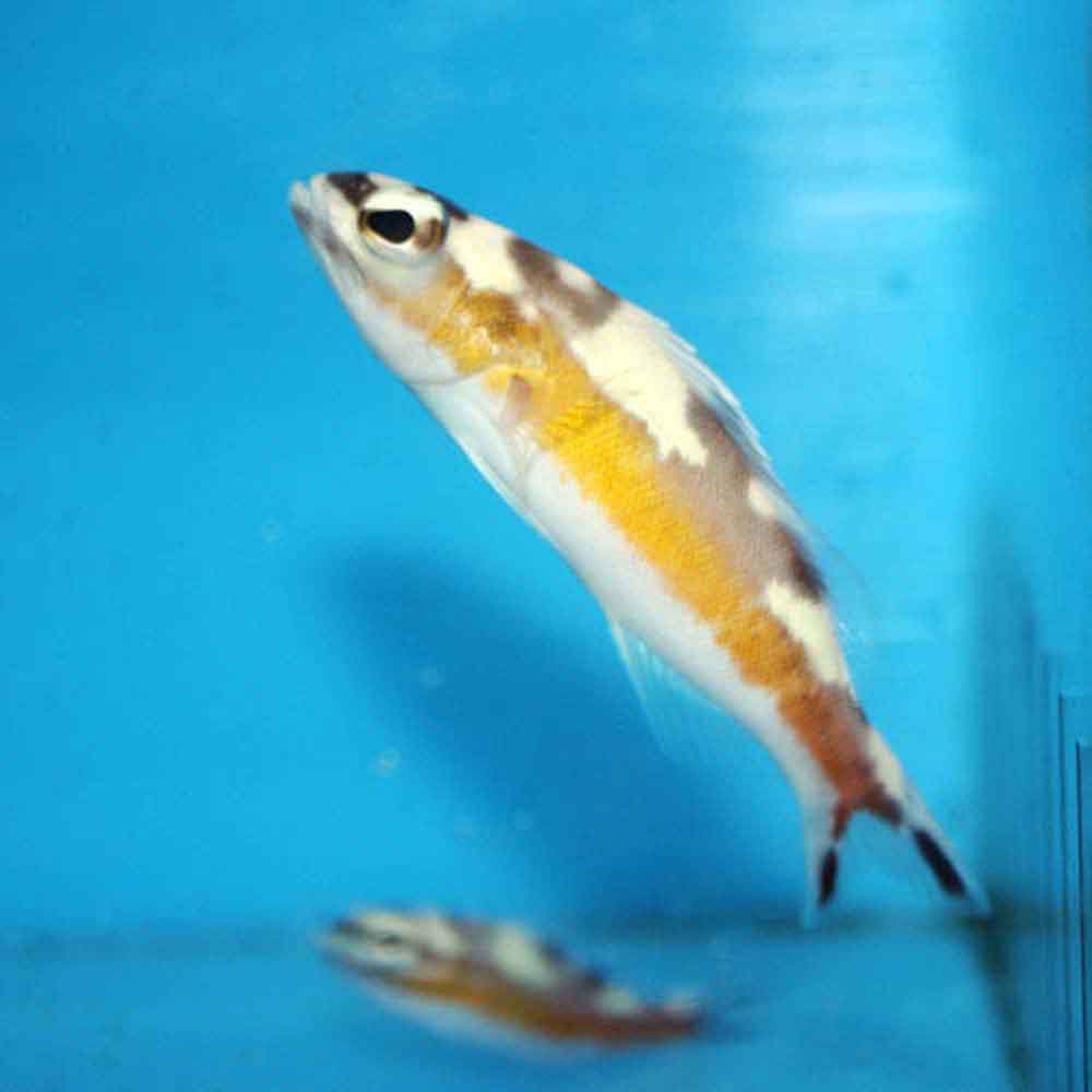 Tobacco Bass - Serranus tabacarius - Medium | thatpetplace.com
