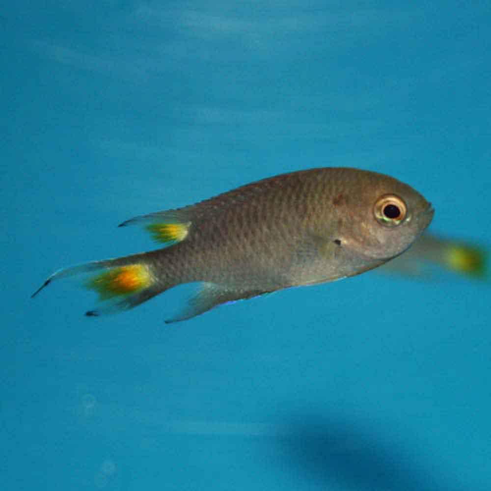 Regal Demoiselle - Neopomacentrus cyanomos - Captive Bred