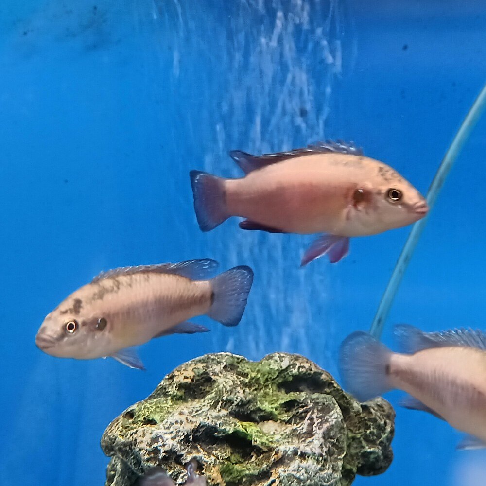 Turkana Jewel Cichlid - Hemichromis exsul - Small