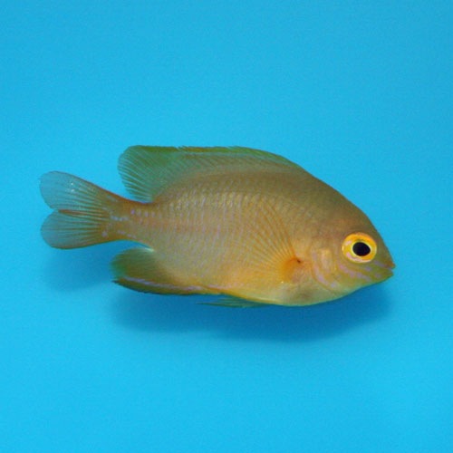 Lemon Damsel - Pomacentrus moluccensis | thatpetplace.com