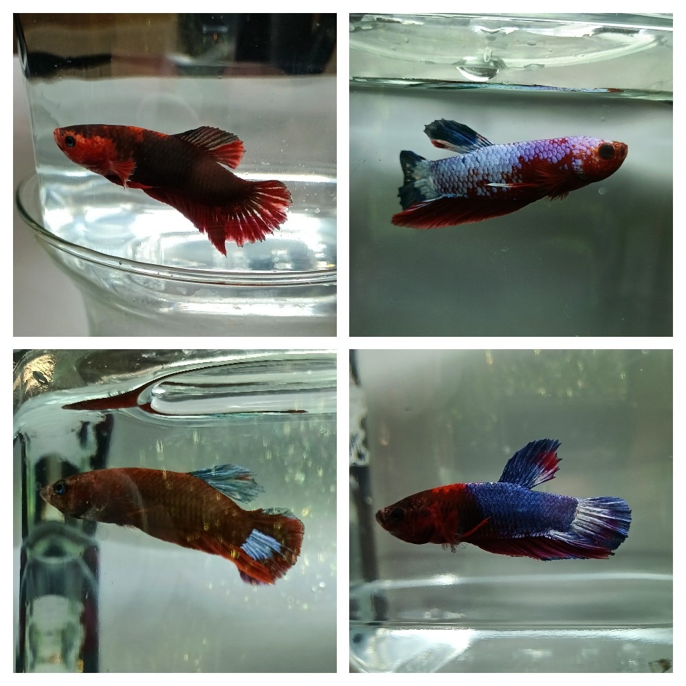 Hellboy Plakat Betta - Betta splendens - Male | ThatPetPlace.com