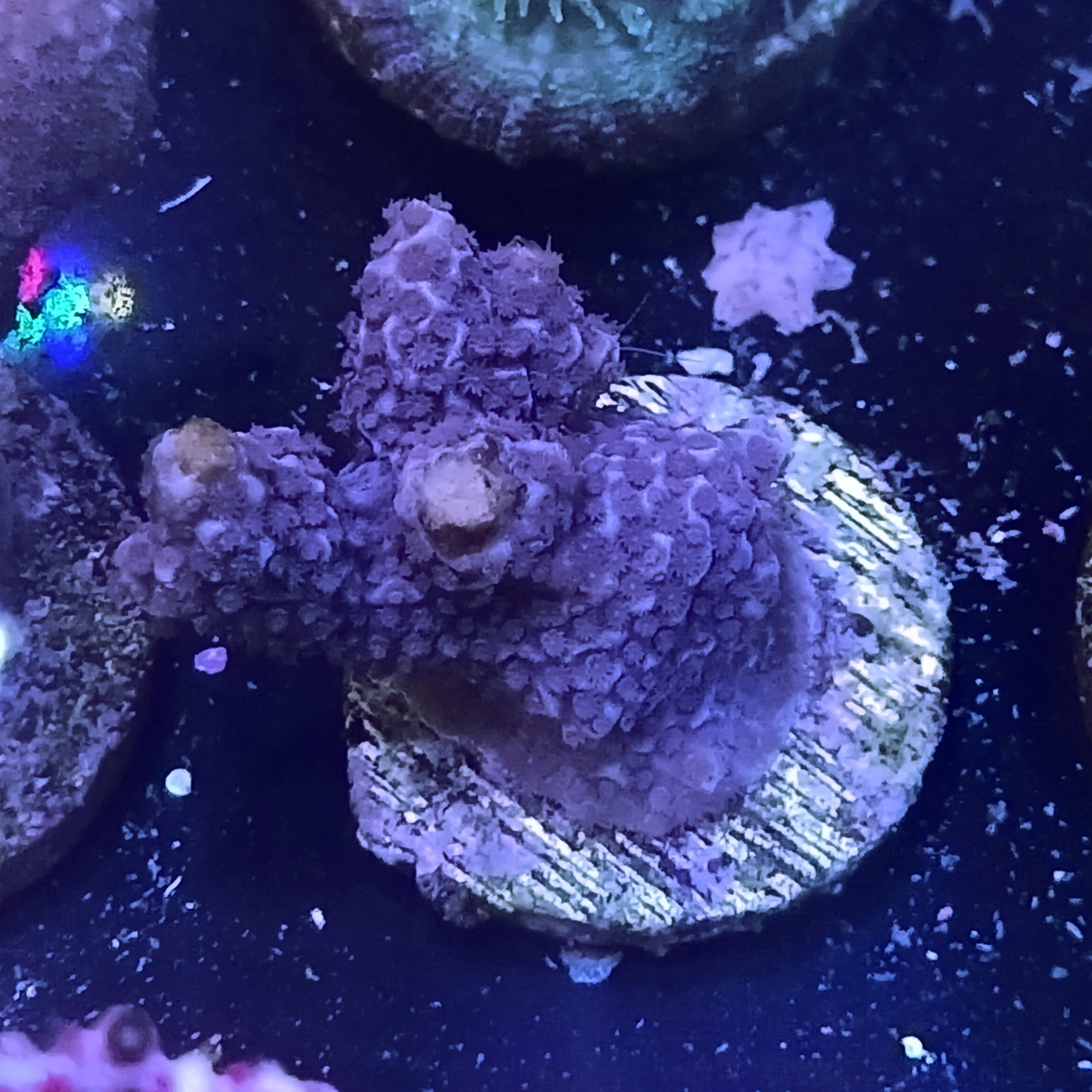 Aussie Blue Porites Frag - Porites sp. (ACI) | ThatPetPlace.com