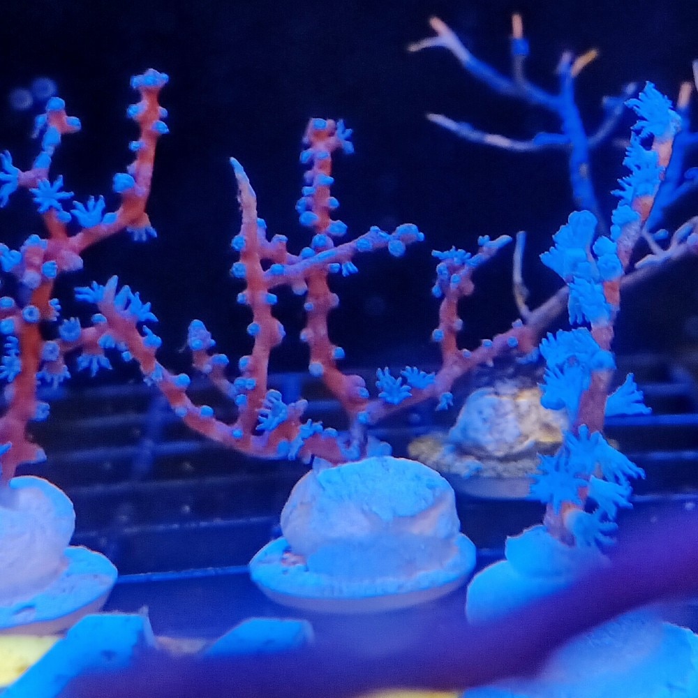Blueberry Gorgonian Coral