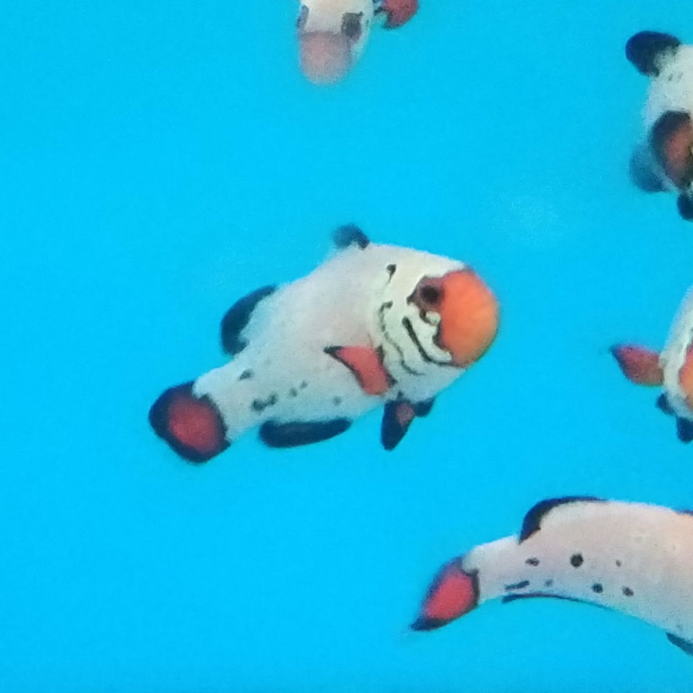 Frostbite Ocellaris Clownfish - Amphiprion ocellaris - Large Captive ...