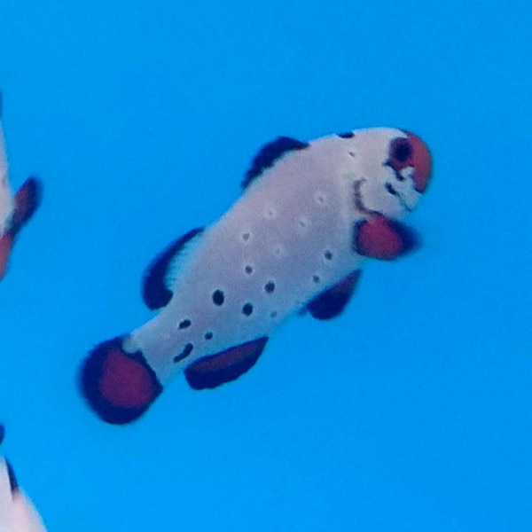 Frostbite Ocellaris Clownfish - Amphiprion ocellaris - Large Captive ...