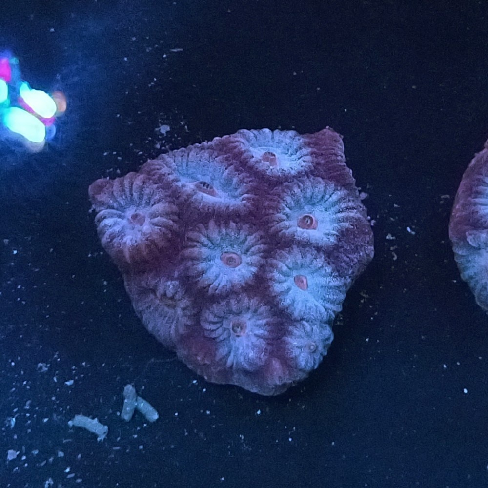 Dave The Dipsastrea Frag - Dipsastrea sp. (ACI) | ThatPetPlace.com