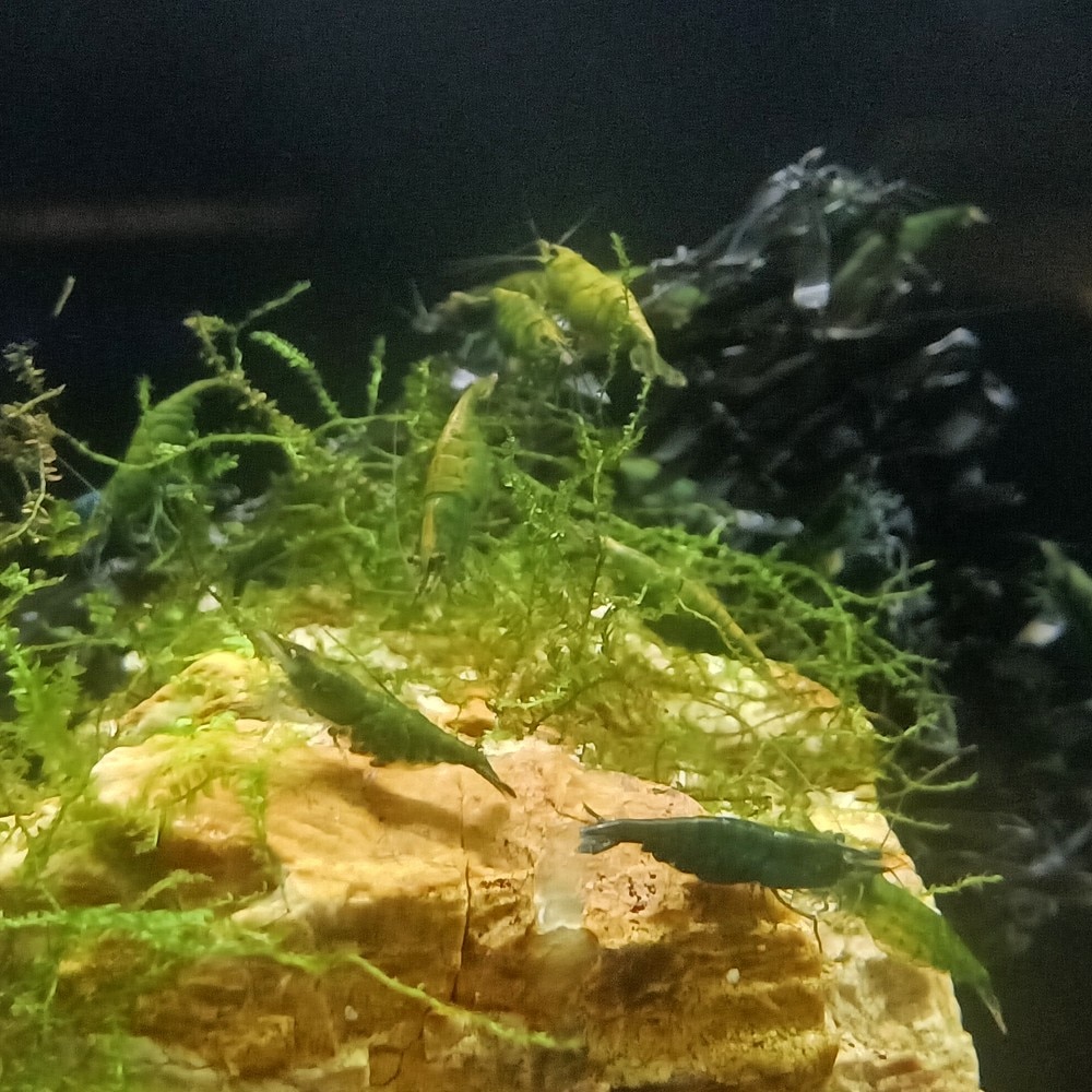 Dark Green Shrimp - Neocaridina sp. | ThatPetPlace.com